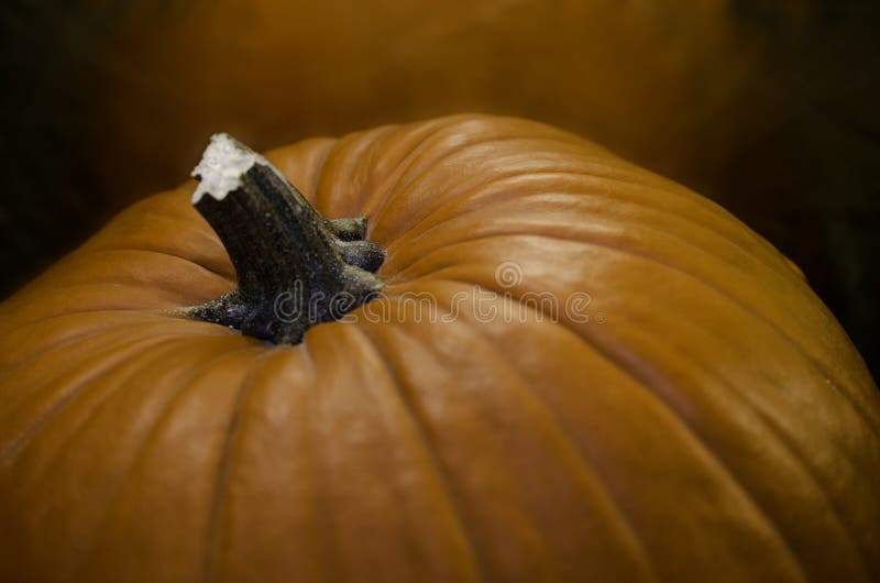 Pumpkin Top stock image. Image of winter, food, pumpkin - 27449887