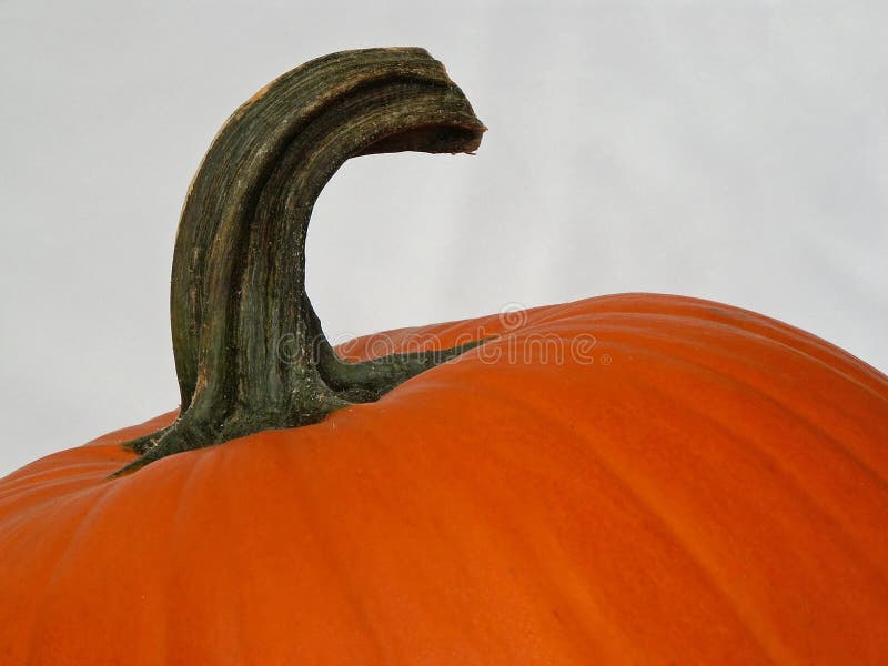 Pumpkin top stock image. Image of festive, pumpkin, garden - 283531