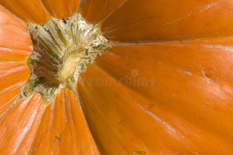 Pumpkin top background stock image. Image of pumpkin - 11151781