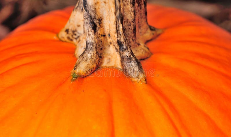 Pumpkin top stock image. Image of pumpkins, food, halloween - 61615747