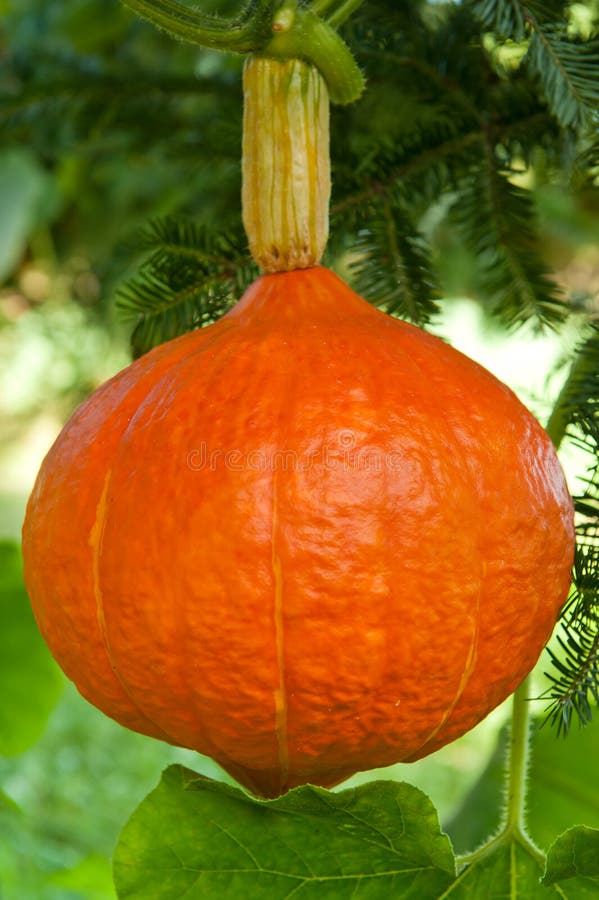 Pumpkin on the tree stock image. Image of festive, spruce - 21581675