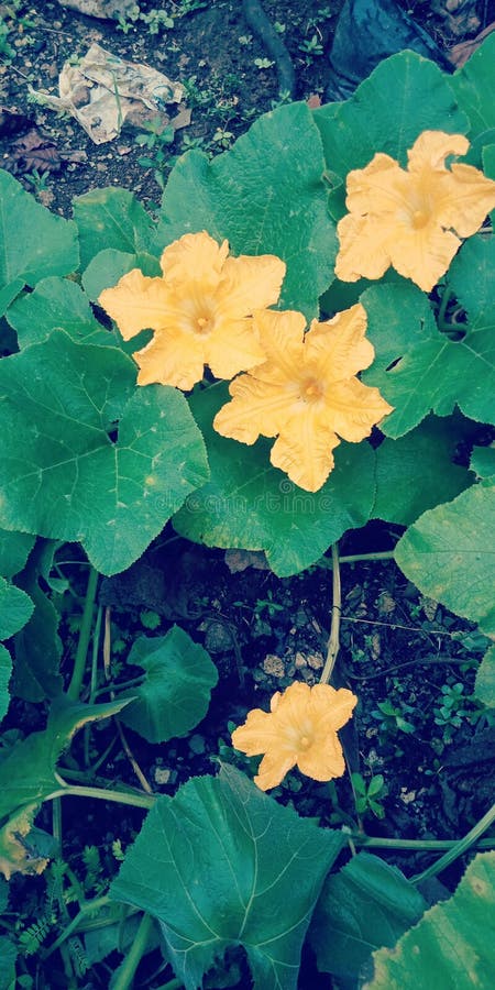 Pumpkin Tree in the Backyard Stock Image - Image of four, branch: 323763657