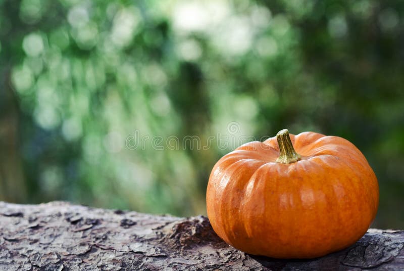 Pumpkin on a tree stock image. Image of farming, autumn - 78554787