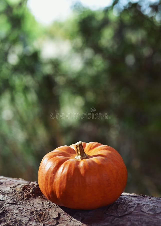 Pumpkin on a tree stock image. Image of dieting, nature - 78736577