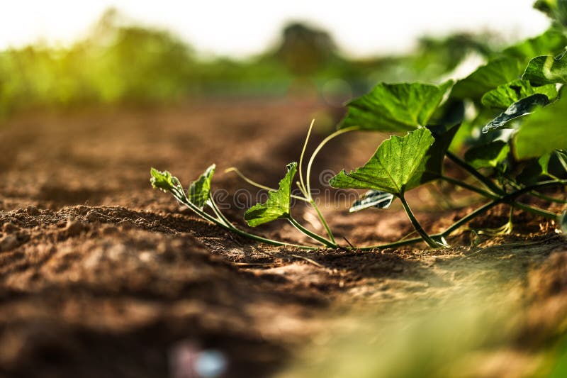 A Pumpkin Tree is Growing on the Ground in the Garden Stock Photo ...
