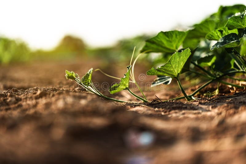 A Pumpkin Tree is Growing on the Ground in the Garden Stock Image ...
