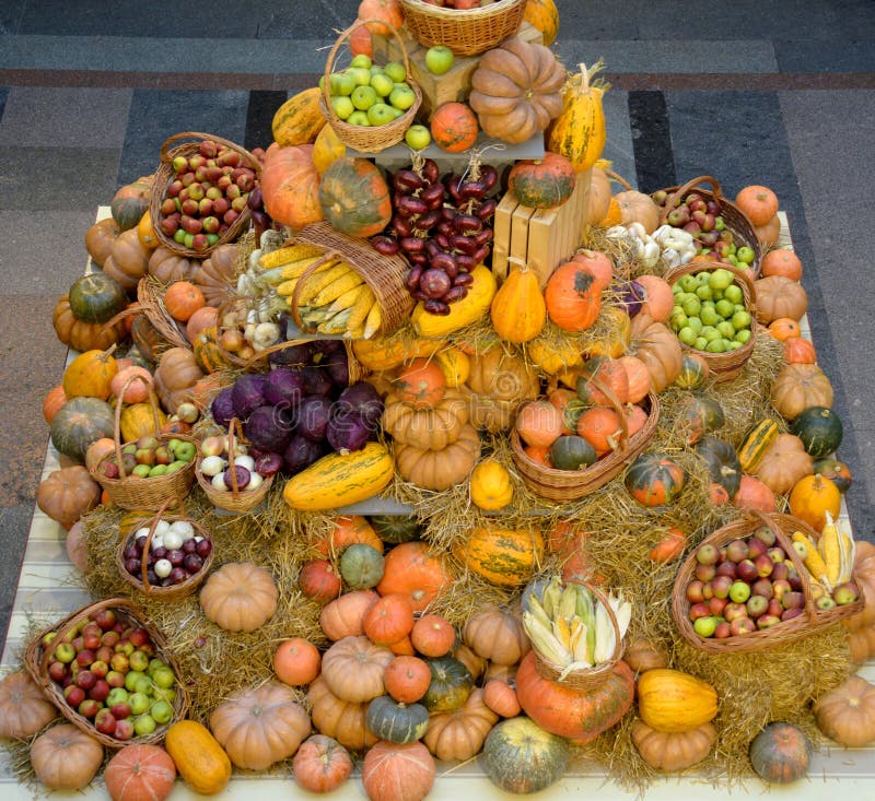 Pumpkin Tree stock photo. Image of autumn, decorative - 128225600