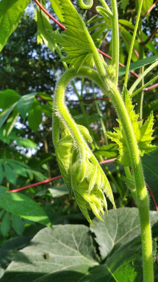Pumpkin Tree Shoots that are Still Long and Fresh Stock Photo - Image ...