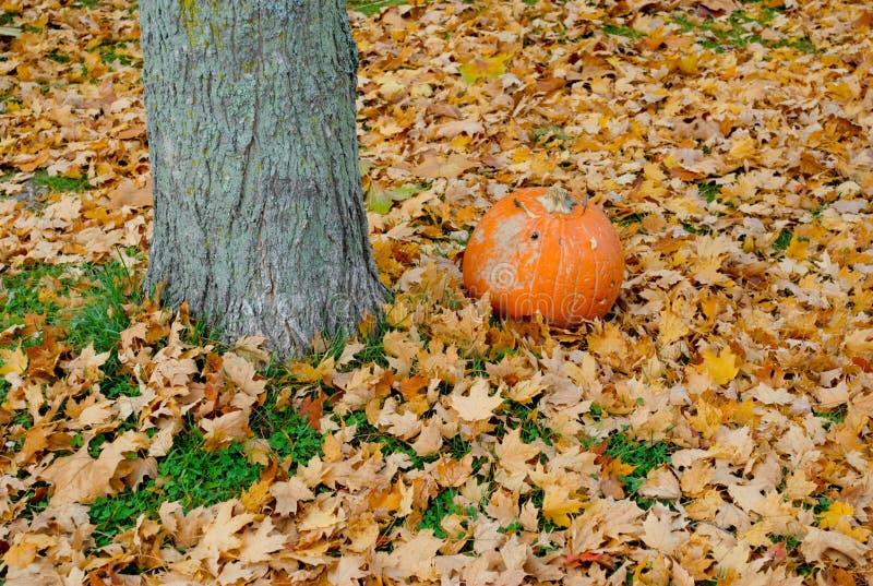 Pumpkin by a Tree stock photo. Image of squash, carved - 47024936