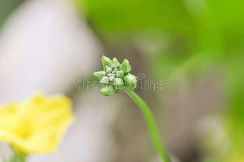 Pumpkin tree stock image. Image of organic, blossom, spring - 44733553