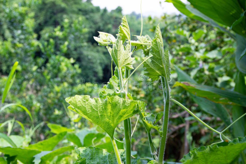 The Pumpkin Tree Young Branches Stock Photo - Image of garden, isolated ...