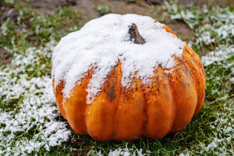 Pumpkin under the snow stock photo. Image of carving - 213071906