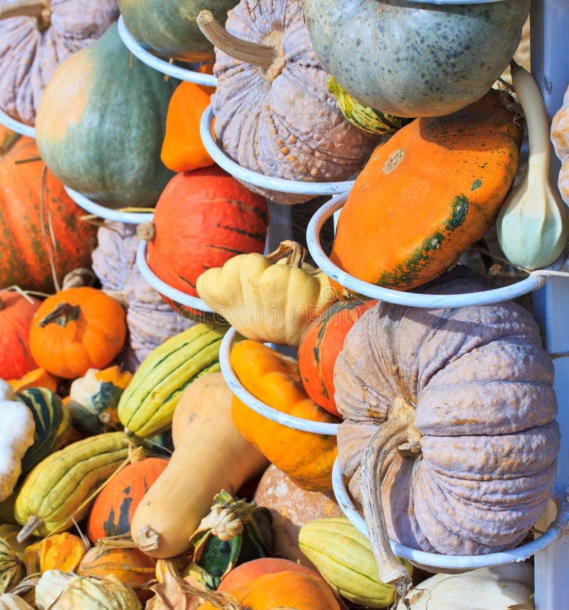 Pumpkin stock image. Image of harvest, farm, green, fall - 34941489
