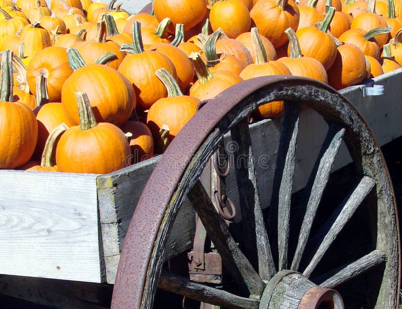 Harvest Pumpkin Wagon stock image. Image of gourds, oktoberfest - 3386347