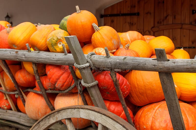 Pumpkin wagon stock photo. Image of full, historic, vegetables - 45535130