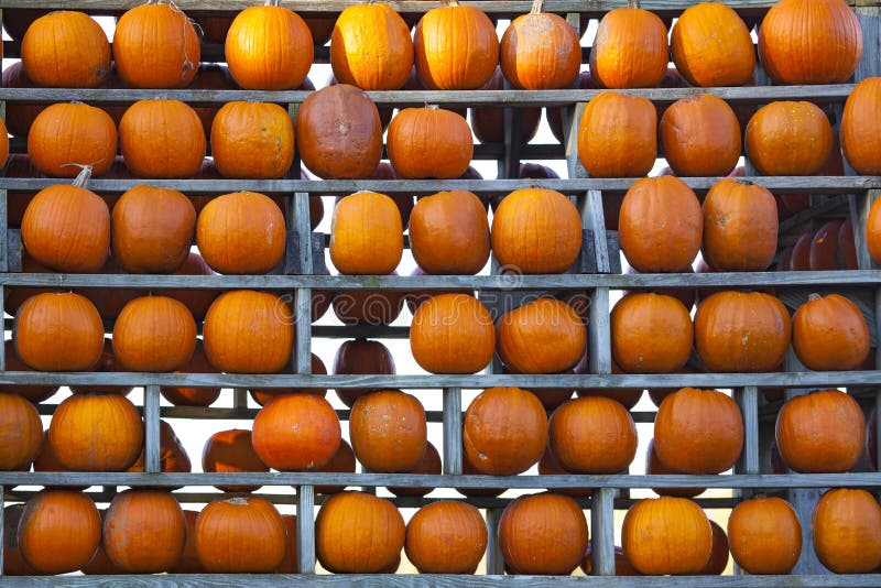 Pumpkin Wall stock photo. Image of pumpkin, autumn, seasonal - 81625086