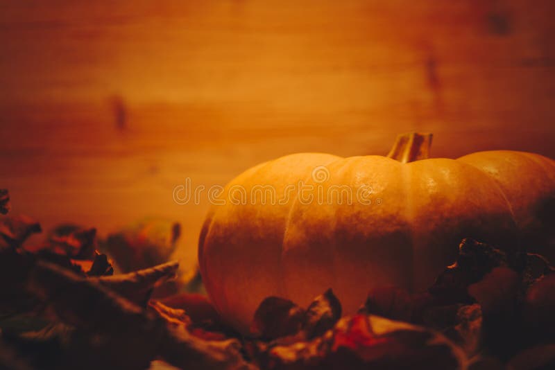 Pumpkin in Warm Orange Light with Fall Leaves Stock Photo - Image of ...