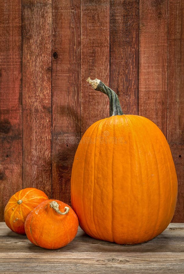 Pumpkin and winter squash stock photo. Image of space - 60274032
