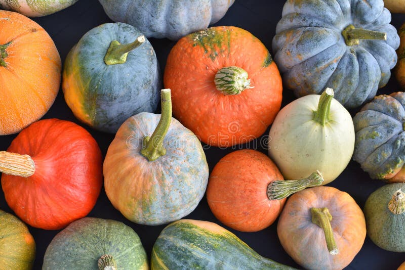 Pumpkin and winter squash stock image. Image of heirloom - 78258949