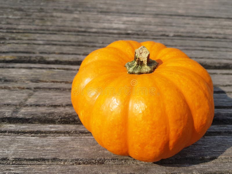Round orange pumpkin. stock photo. Image of backdrop - 179890320