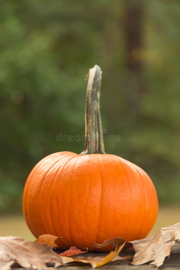 Pumpking in October stock photo. Image of fruit, harvest - 128798760