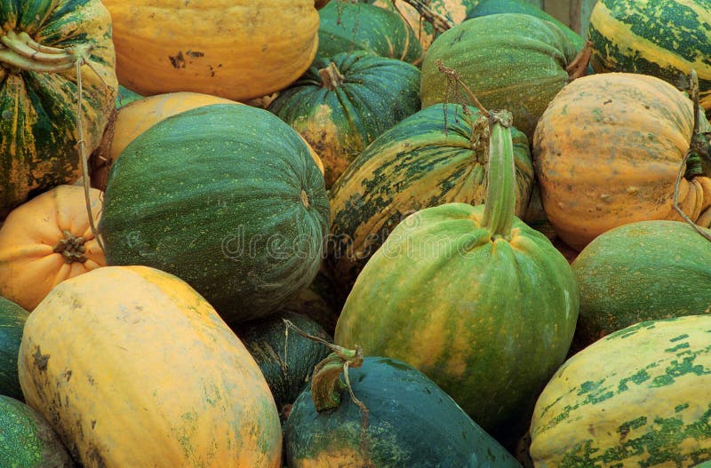 Pumpkins stock image. Image of pumpkins, vegetable, colour - 108627