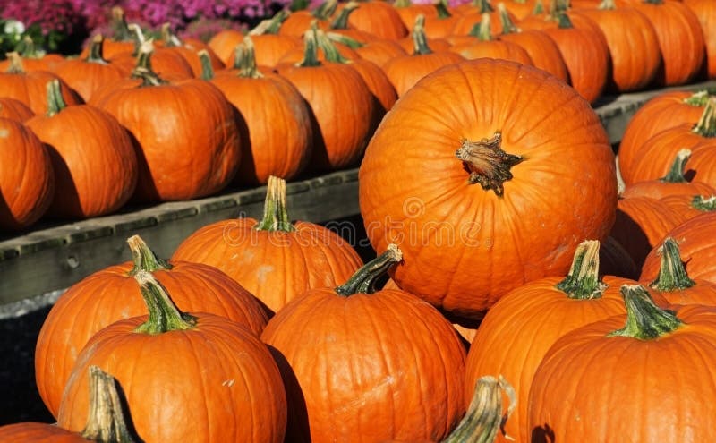 Pumpkins stock image. Image of vegetables, garden, november - 11211245