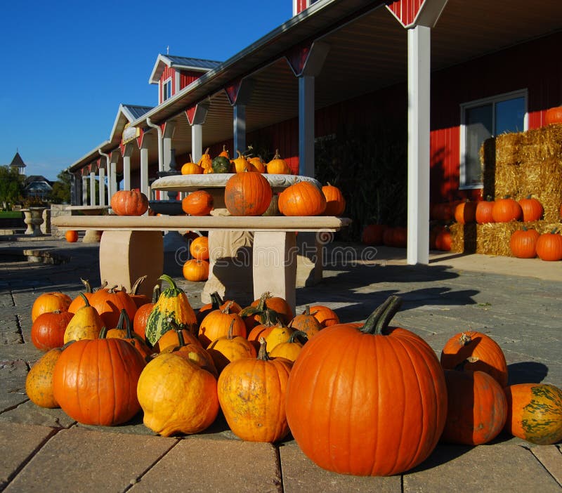 Giant 823 Pound Pumpkin at a County Fair Editorial Photography - Image ...
