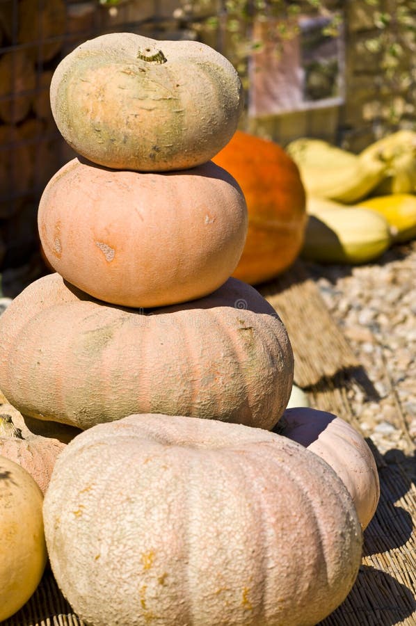 Pumpkins stock image. Image of farm, brown, abundance - 11233545