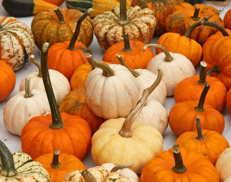 Pumpkins stock photo. Image of november, orange, food - 11740282