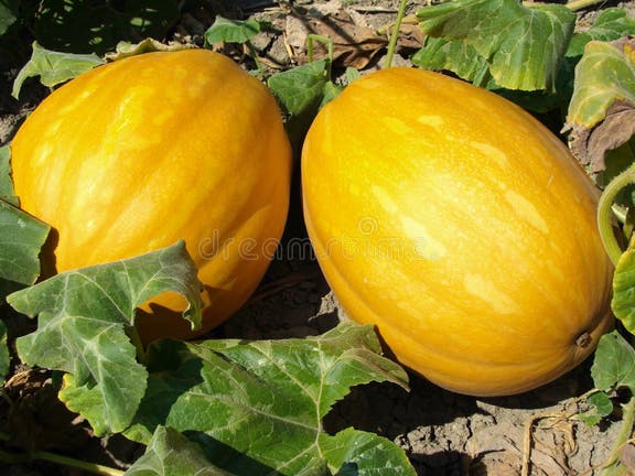 Pumpkins stock image. Image of garden, farm, food, seedling - 15738679