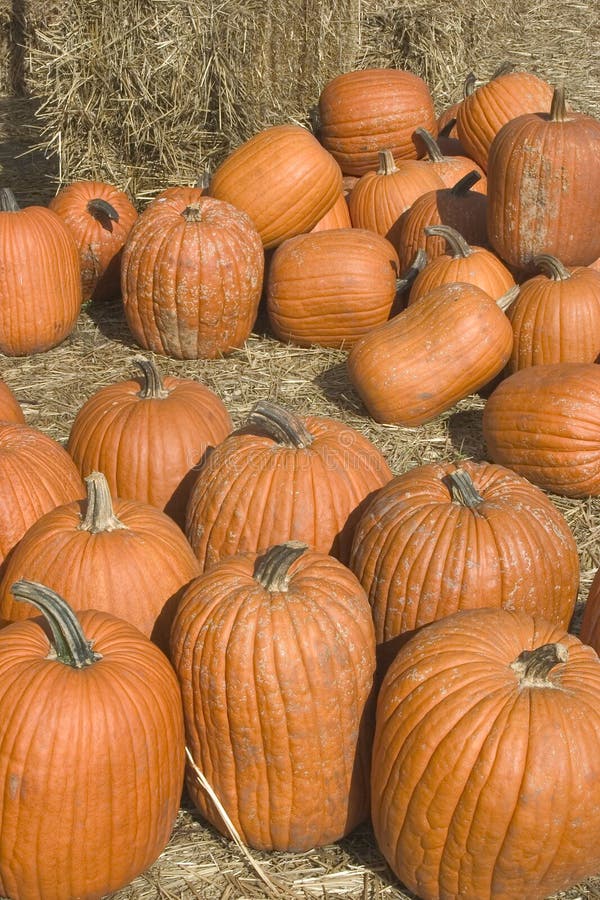 Pumpkins stock image. Image of seasonal, pumpkin, pumpkins - 248591