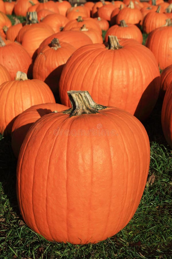 Pumpkins stock image. Image of vertical, fall, orange - 25244429