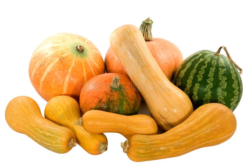 Pumpkins stock photo. Image of autumn, gourd, fall, gourde - 3537772