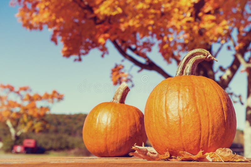 Pumpkins Against Autumn Trees at Farm Stock Photo - Image of harvest ...