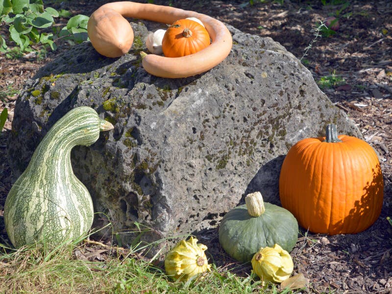 Pumpkins ans squash stock image. Image of food, pile - 78337005