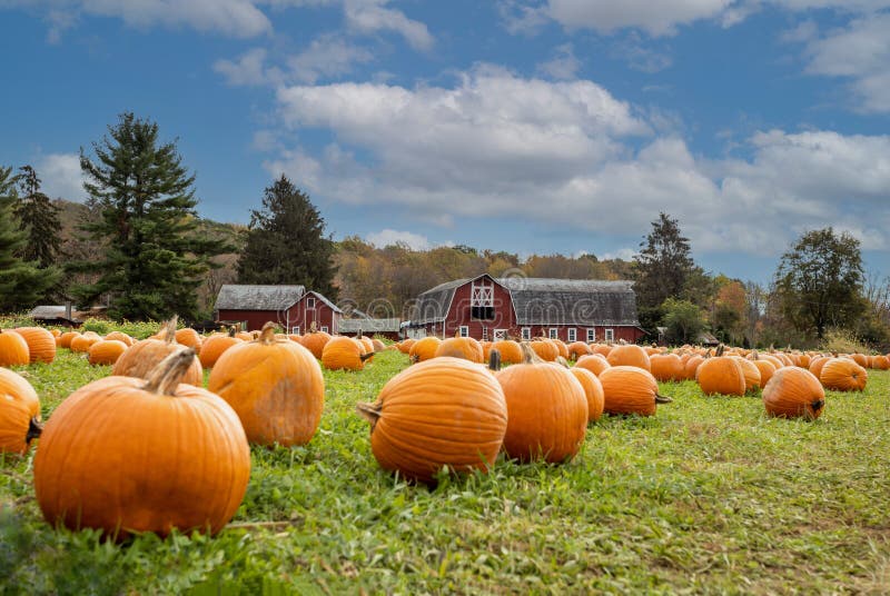 Pumpkins Arranged on Grass Field in Front of Old Red Barn and Corn ...