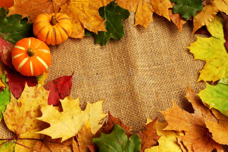 Pumpkins and Autumn Leaves Frame Stock Image - Image of green, card ...