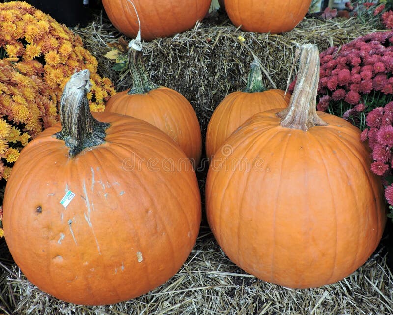 Pumpkins Autumn Seasonal Display Stock Image - Image of rural, display ...