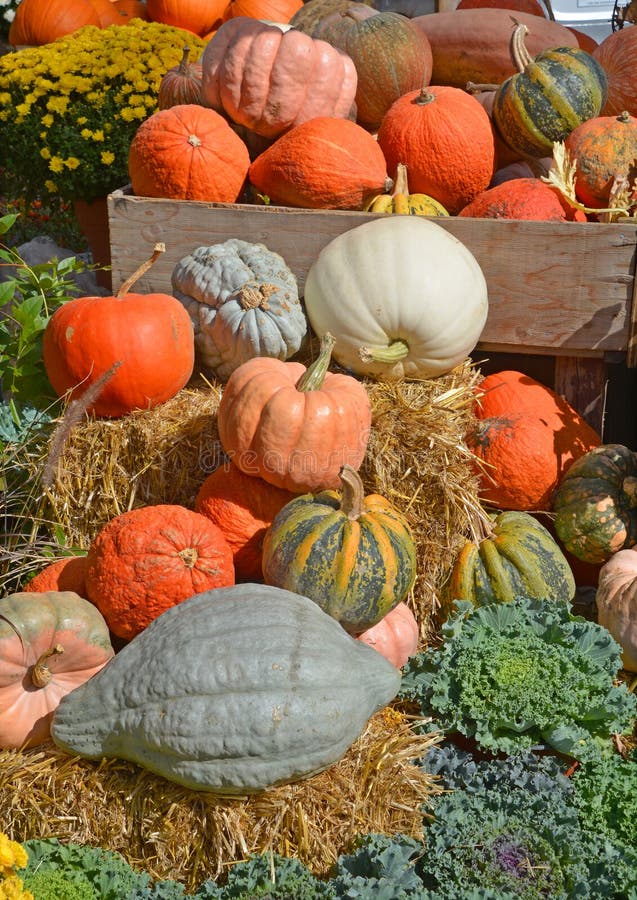 Pumpkins stock photo. Image of gourds, ornamental, nature - 77873922