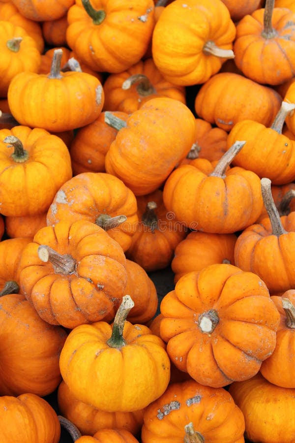 Pumpkins Close Up stock image. Image of colorful, halloween - 65271495