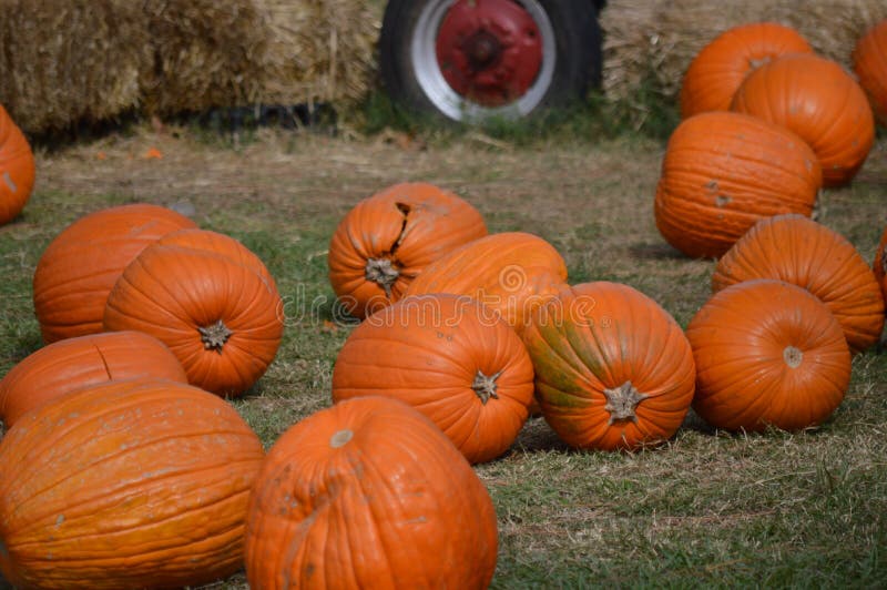 Pumpkins stock photo. Image of farm, garden, jack, pumpkins - 90125278