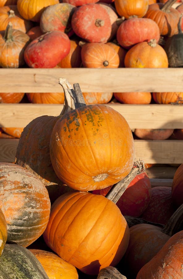 Pumpkins Collection on the Market Stock Image - Image of autumn ...