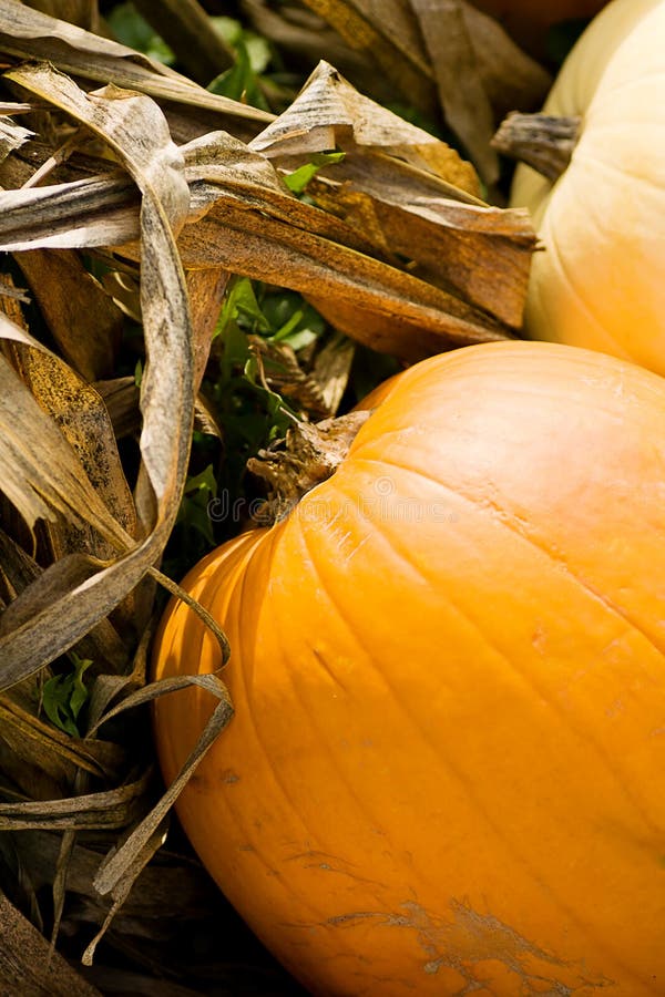 Pumpkins on Corn Stalks stock photo. Image of halloween - 11291120