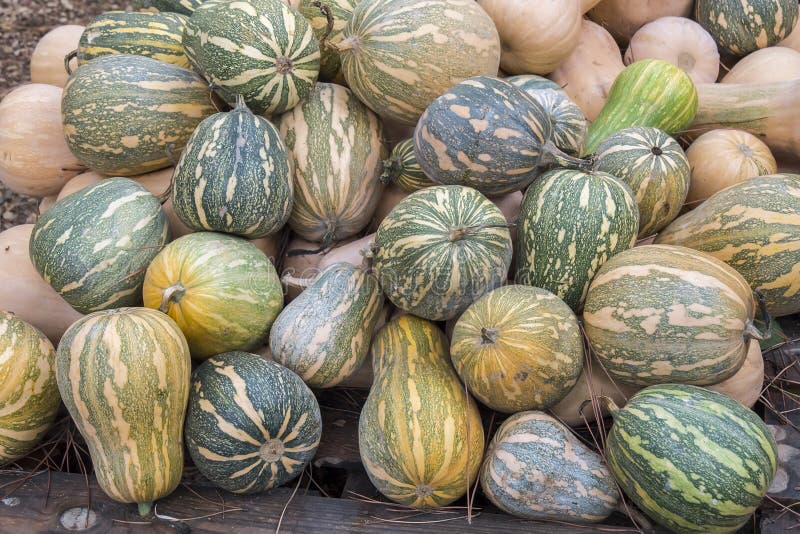 Pumpkins, Cucurbita Argyrosperma, Moschata, Butternut, Maxima, C Stock ...