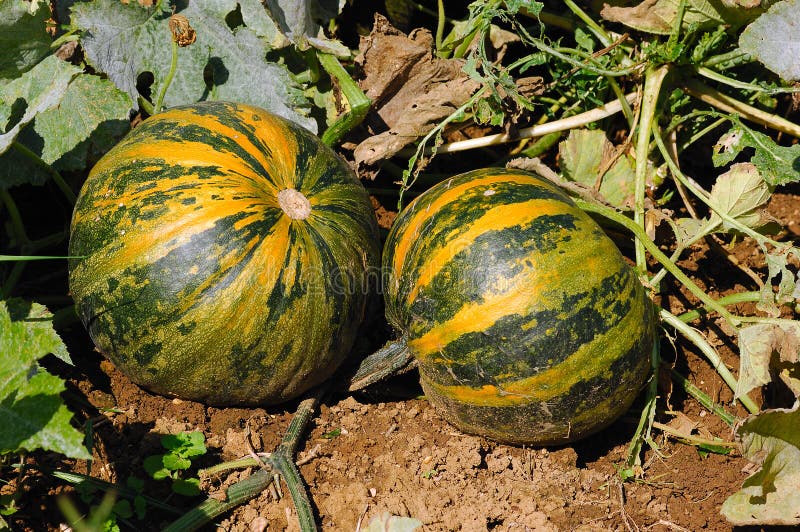 Pumpkins (Cucurbita Moschata) Stock Photo - Image of vegetable ...