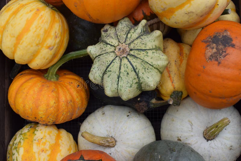 Pumpkins stock image. Image of natural, october, fresh - 77003659