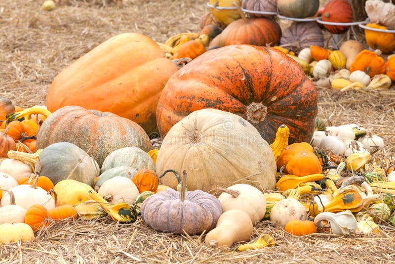 Pumpkins with Different Colours in the Field Stock Image - Image of ...