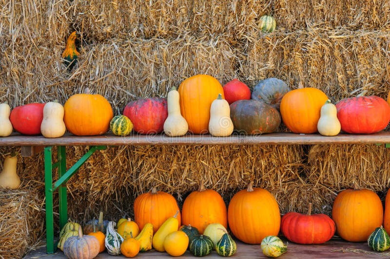 Pumpkins in Different Colours Stock Photo - Image of vegetables ...