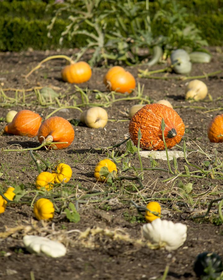 Allotment vegetables stock image. Image of fresh, netting - 19995021
